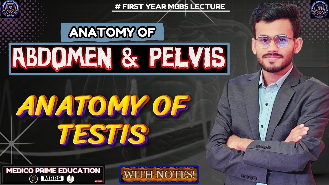 Anatomy of Testis | External features | Coverings of Testis | Gross ...