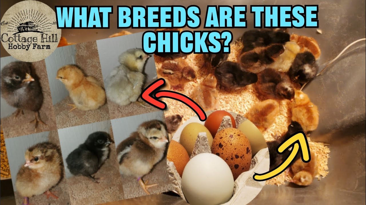 Identifying the Breeds of Our Chicks! What to look for - YouTube