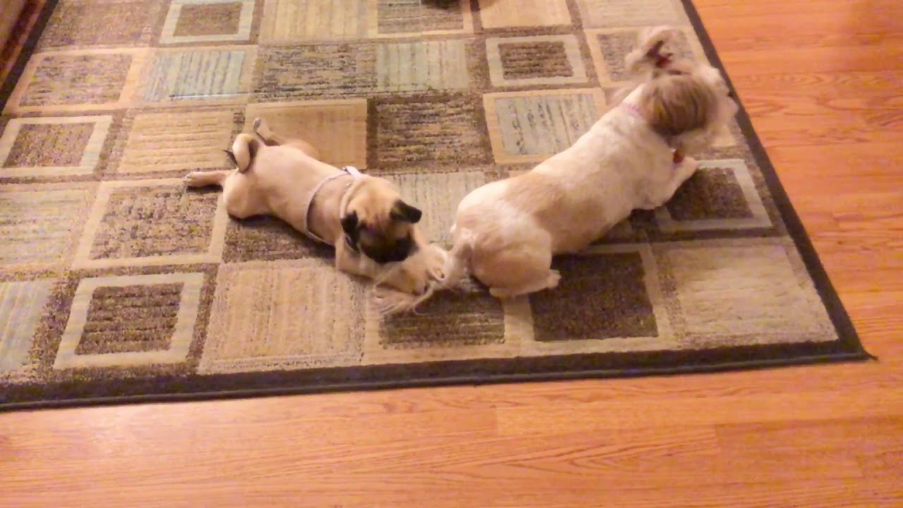 FROG LEGS! Puppy chewing dogs tail while she’s chewing a bone. - YouTube
