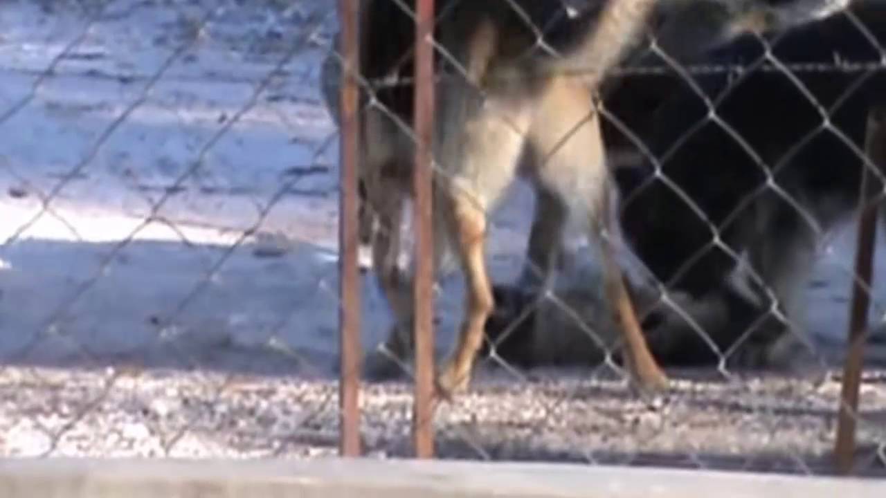 Pastores Alemanes Matando a un perro Raza Cruza. ♣ - YouTube