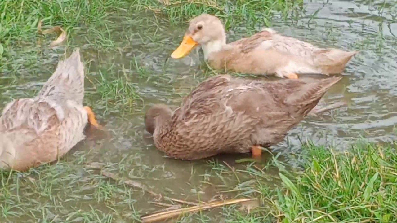 Ducklings, Three ducklings, Three ducklings eat insects, Bathing three ...