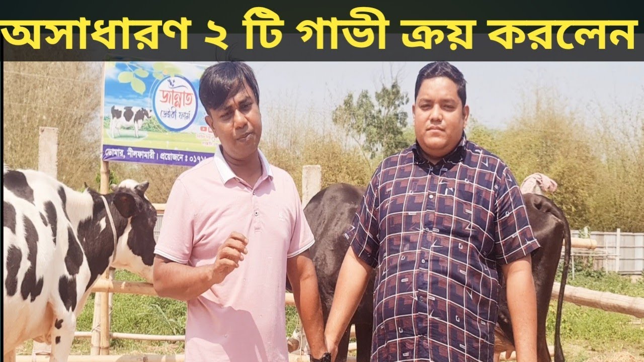 চোখ ও মন জুড়ানোর মতো গাভী গুলোন || আমাদের একমাত্র ঠিকানা জান্নাত ডেইরি ফার্ম || jdf tv - YouTube