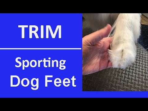 TRIM FEET + HOCKS English Springer Spaniels - YouTube