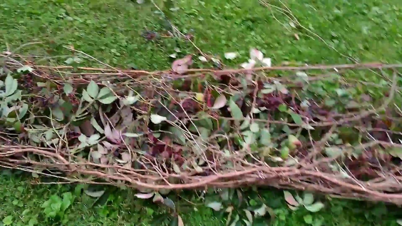 Poison Oak & Tree Removal - YouTube