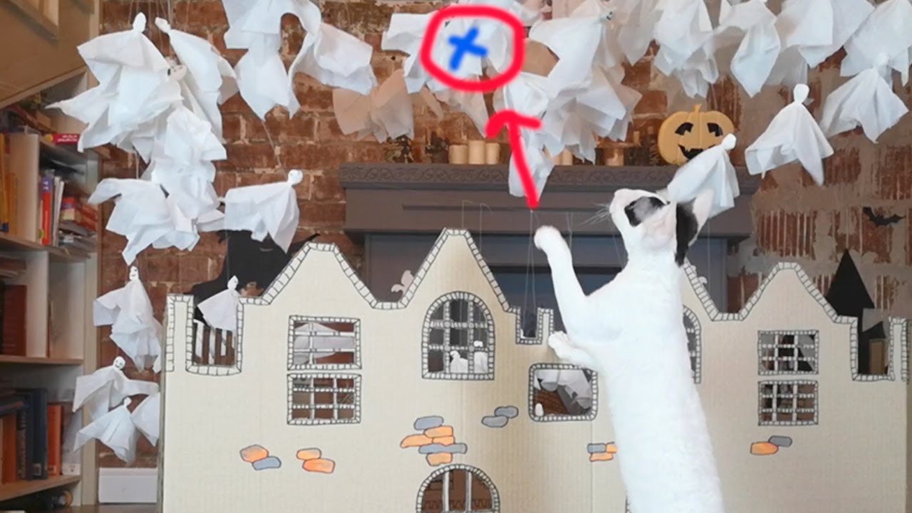 Cats vs Ghosts - YouTube