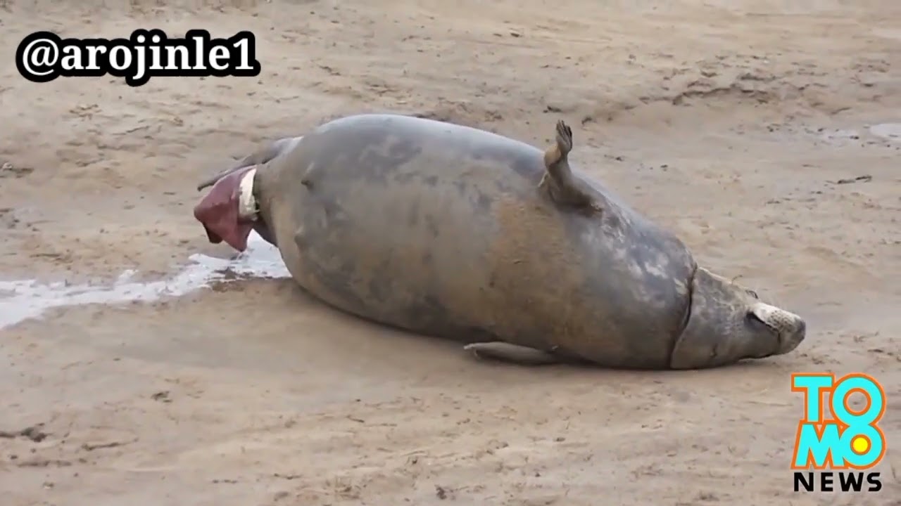 Caring Animal Mothers - YouTube