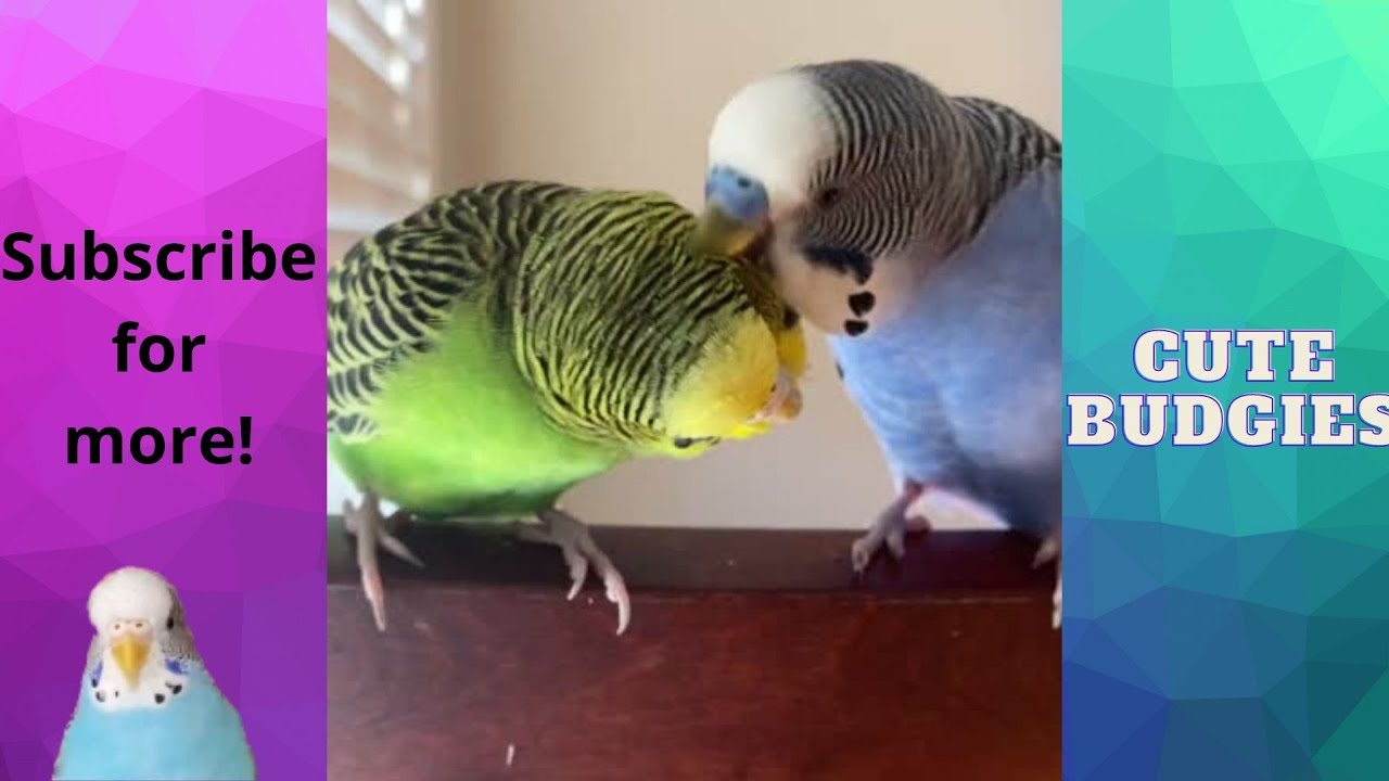 Cute budgies doing funny things| Try not to laugh! - YouTube