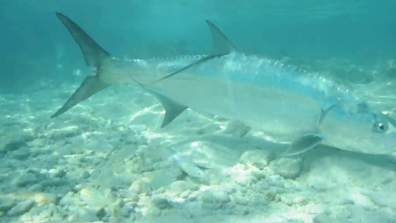 Scuba diving with Tarpon in Bonaire - YouTube