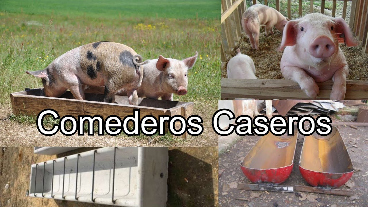Comederos Caseros Para Tus Cerdos / Ideas Para Hacer Tu Propio Comedero ...