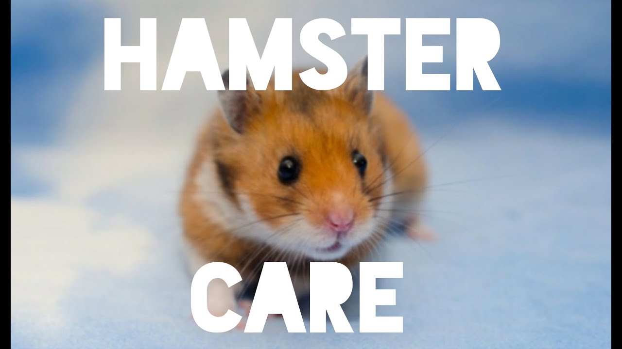 Hamster care | Learning all about your hamster! - YouTube