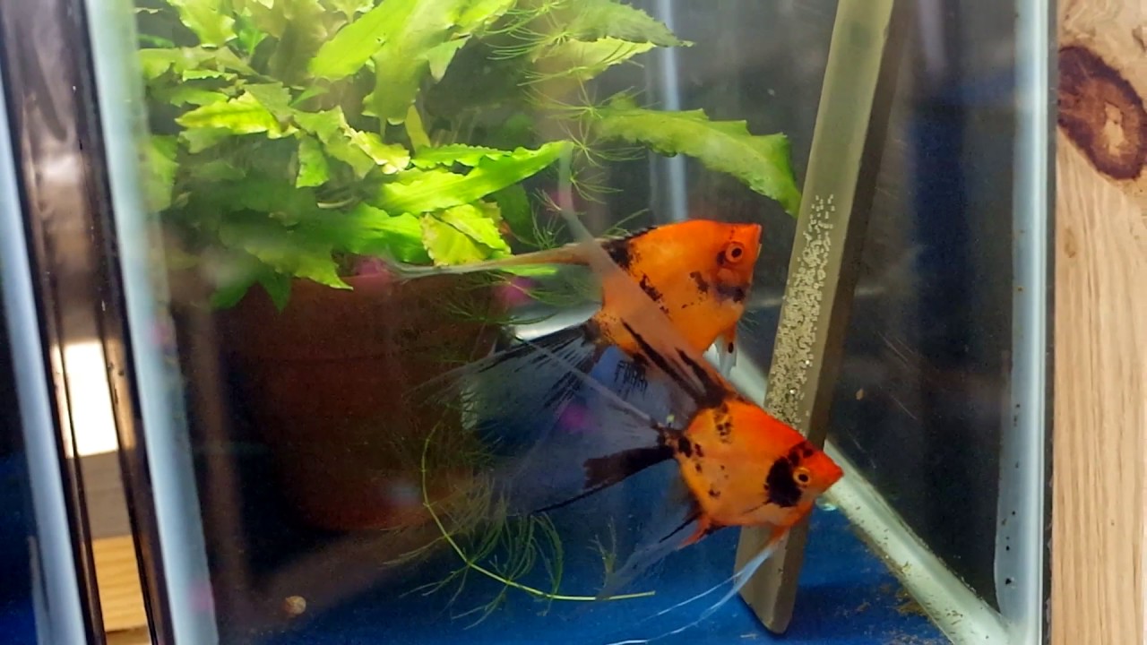 Koi Angelfish Breeding Pair 2162 - YouTube