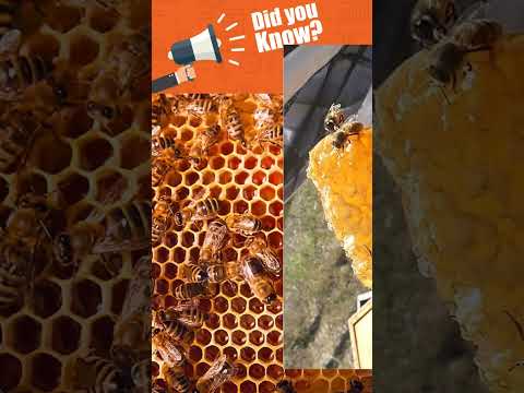 How Do Gmos Affect The Bees