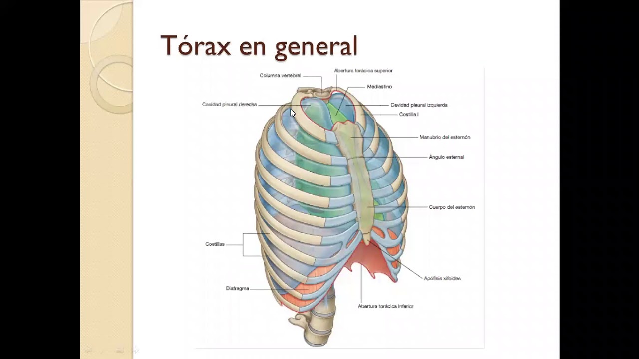 Contenido del tórax, Mediastino y vía aérea inferior Dr Hecht. - YouTube
