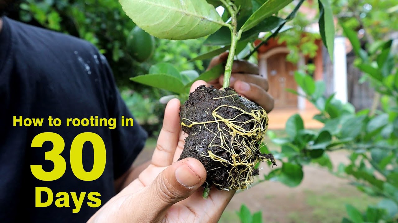 Very nice Rooting method in the gardening world - YouTube