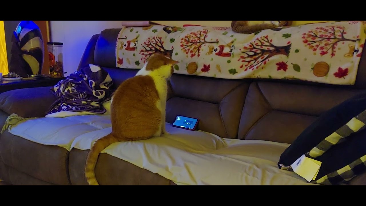 Clyde the cat watches video - YouTube