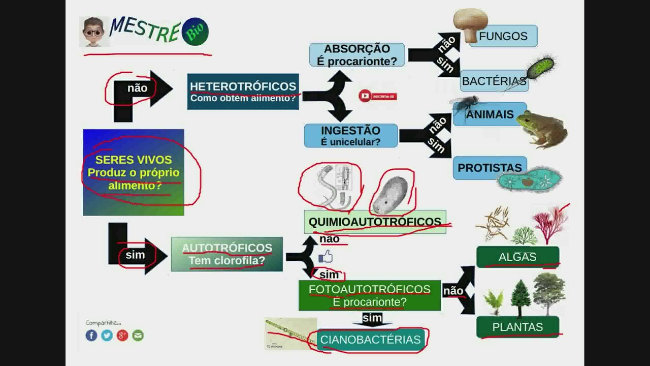Diagrama De Autotroficos E Heterotrofos Teia Alimentar: O Que é, Como