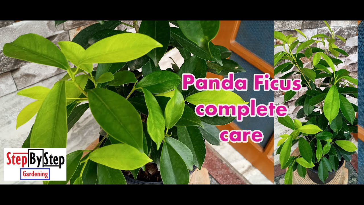 How to grow and care Panda Ficus//Panda Ficus complete care - YouTube