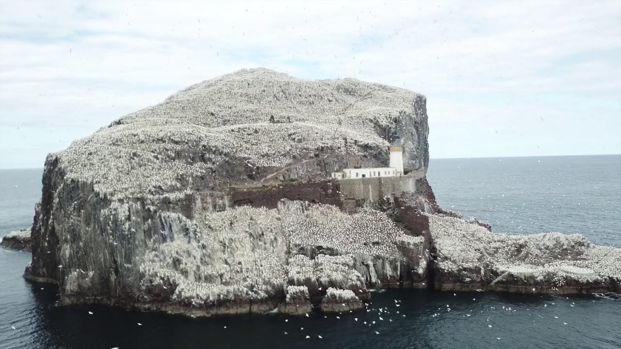 Bass Rock July 2020 - YouTube