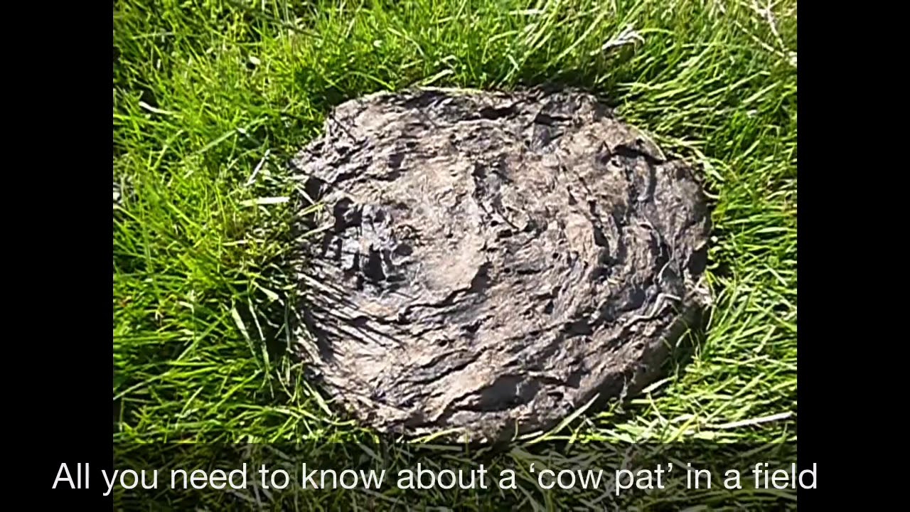Ingleborough Hall, Everything you need to know about a Cow Pat - YouTube