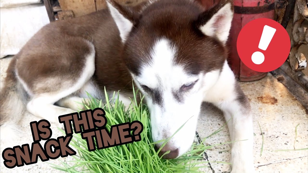 MY HUSKY EATS WHEATGRASS ?! DO THEY WANNA BE RABBITS ? - YouTube