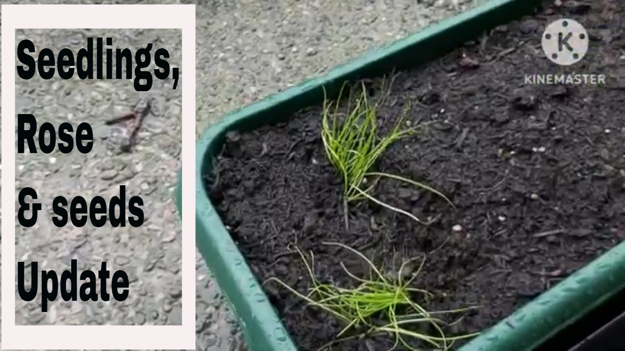 Seedlings, new seeds and rose update - YouTube
