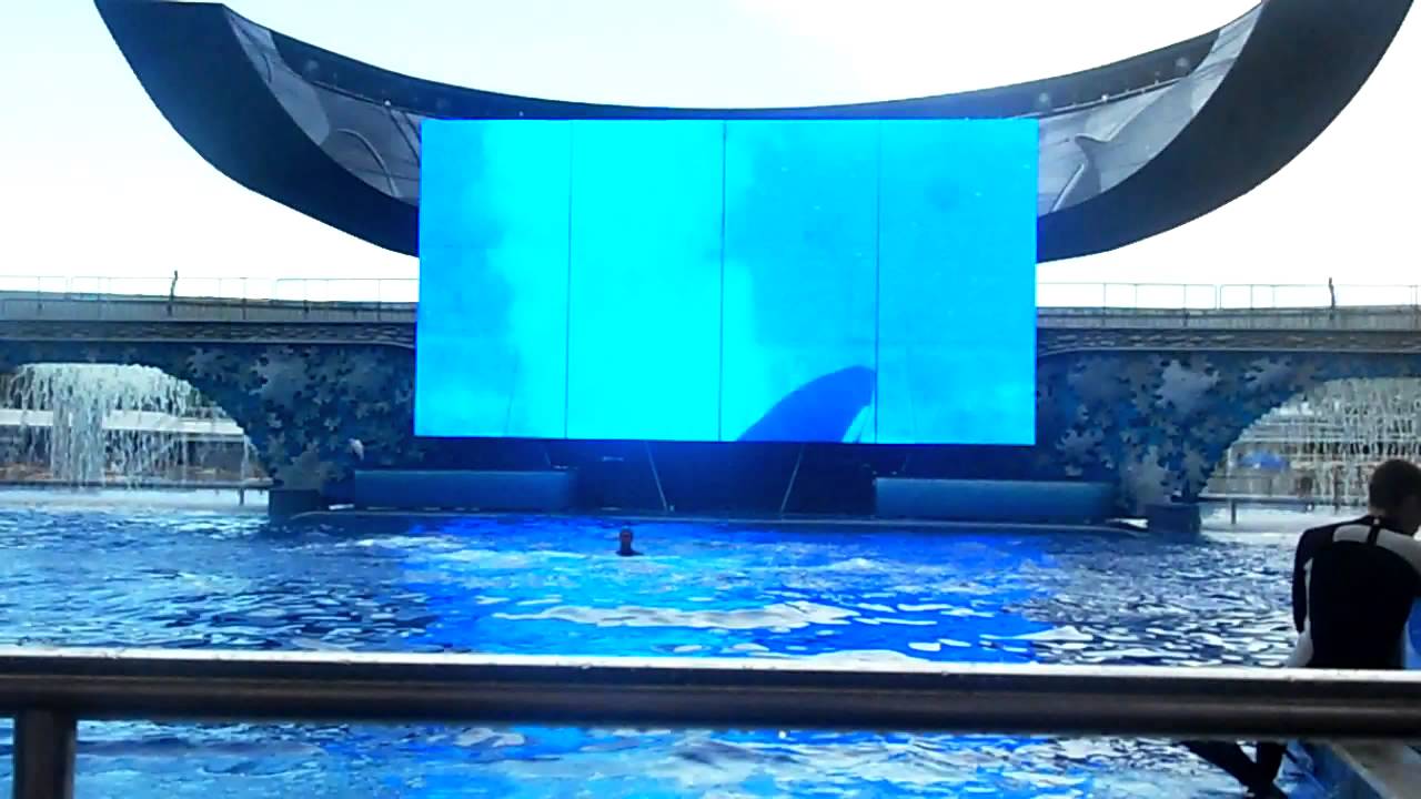 Seaworlds Believe Shamu Show. 2009 - YouTube