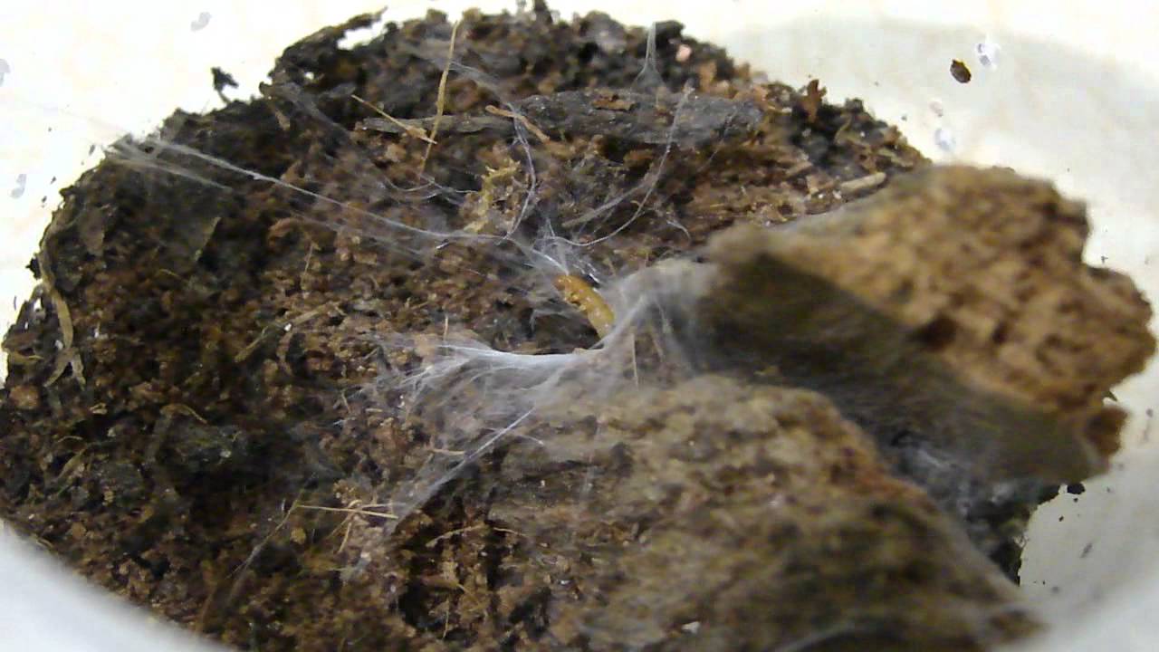 Orphnaecus sp. blue panay - YouTube