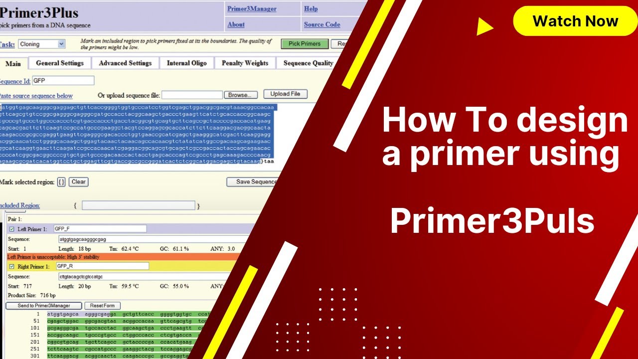 Designing a primer using Primer3plus tool - YouTube