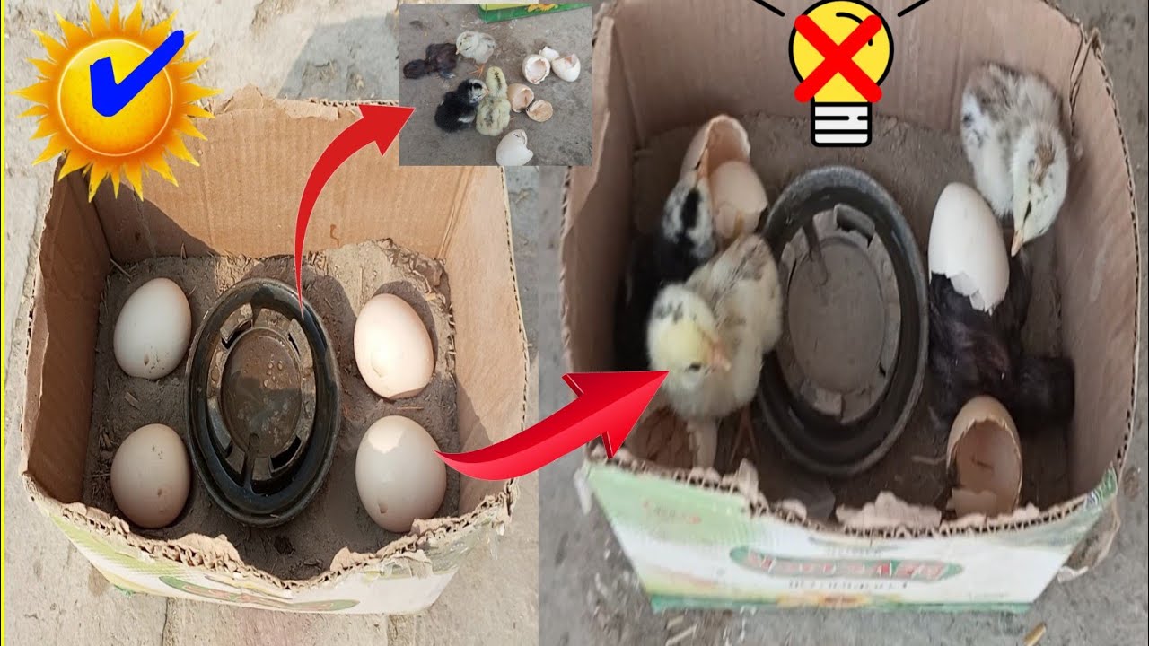 Sunlight chicken egg hatching l/ Sunlightincubator real egg hatching ...