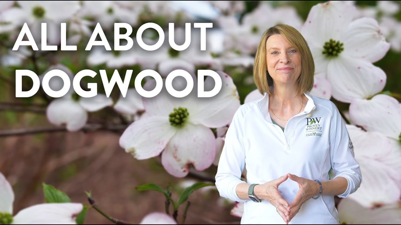 What is VA State Flower? [The American Dogwood Explained ...