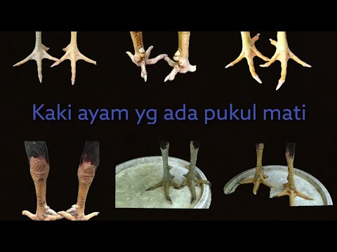 ciri ciri kaki ayam pvkvl m4t1