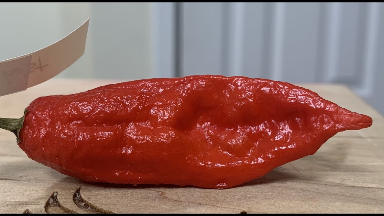 The Ghost Pepper from Holy Ghost Pepper! Need a little help from the ...