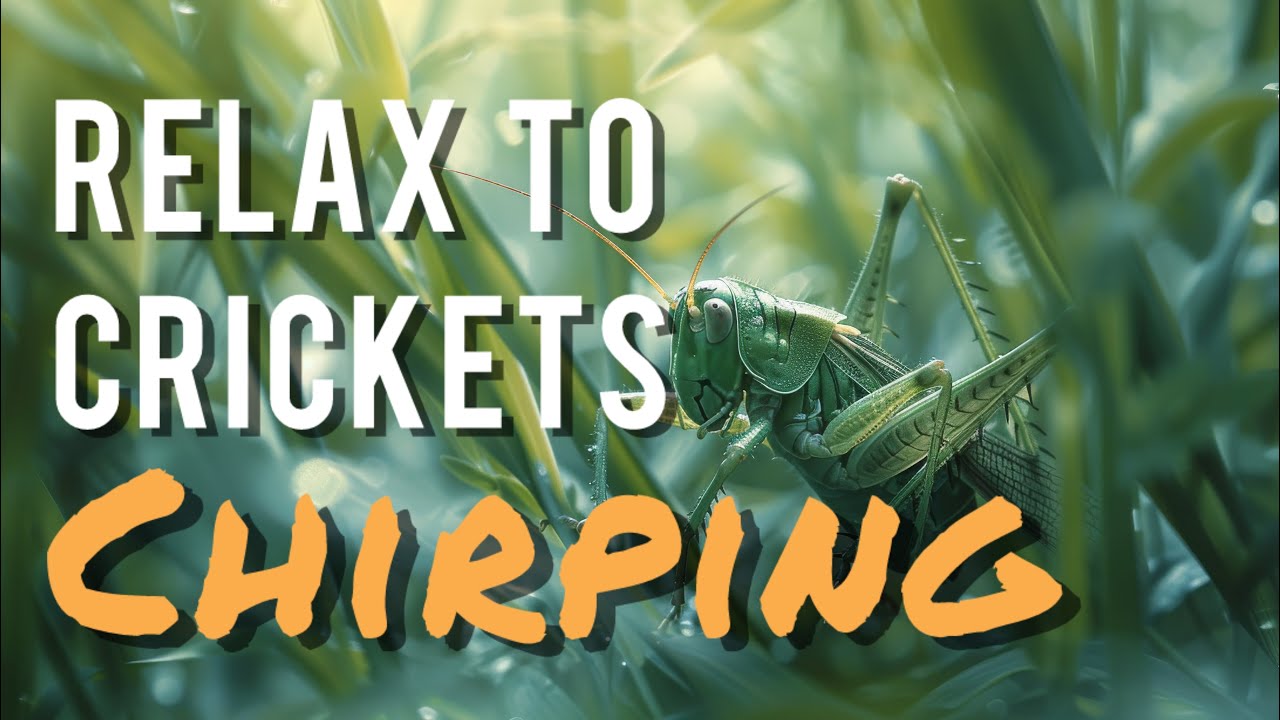 The sound of Crickets chirping - YouTube