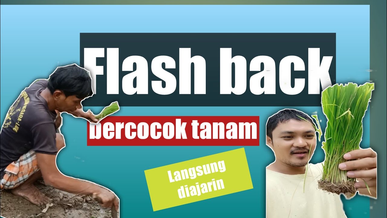 BARU UPLOAD VIDEO EH SUDAH DI AJARIN BERCOCOK TANAM - YouTube