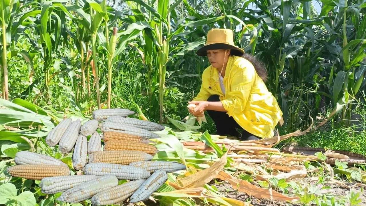 Pag-ani ng tanim na Mais - YouTube