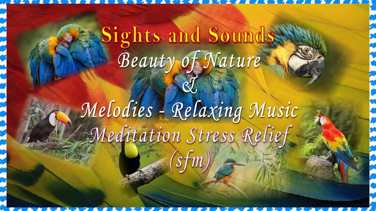 Sights and Sounds - Beauty of Nature & Melodies (Relaxing Music ...
