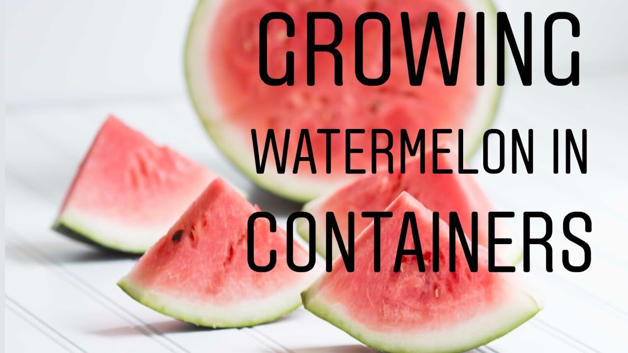 HOW TO GROW WATERMELON IN CANADA - How to Grow watermelons from seed ...