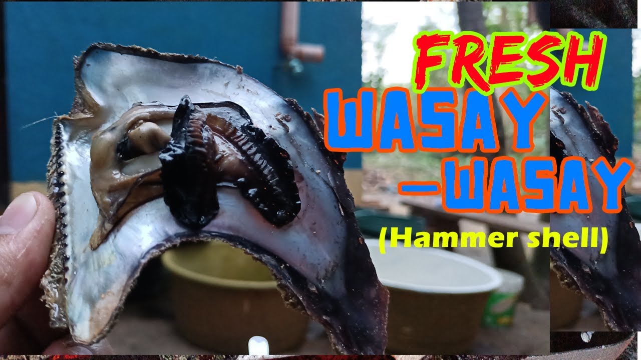 Fresh Wasay-wasay | hammer shell - YouTube