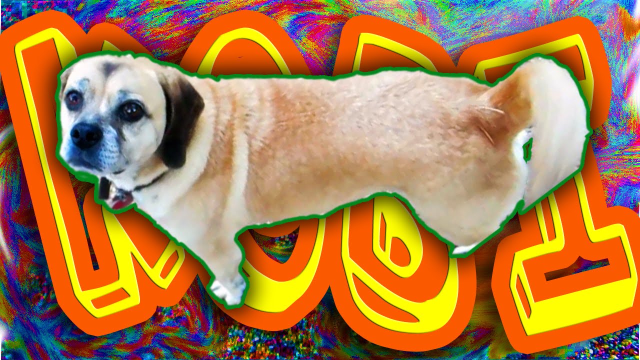 My Dog Kobi is a Mans best friend - YouTube