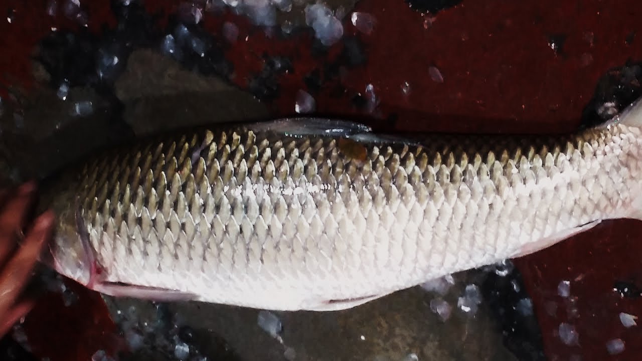 Amazing Big Mrigel Fish cutting skills | fish market live | fish video ...