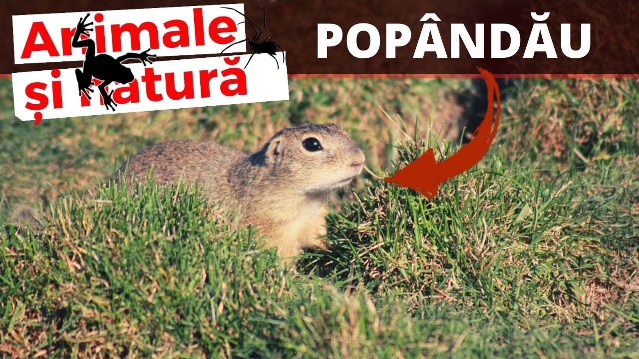 Popandau din genul Spermophilus in pericol in Romania - YouTube