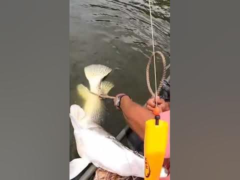 Huge Alligator Fish Jumps Into Boat and Bites Fisherman! - YouTube