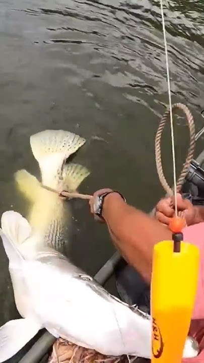 Huge Alligator Fish Jumps Into Boat and Bites Fisherman! - YouTube