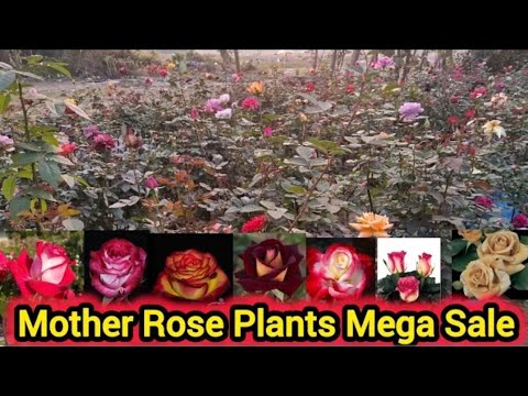 Mega Discount On Mother Rose Plants🌹Free Shipping 🚚 400+Variety🌹 ...