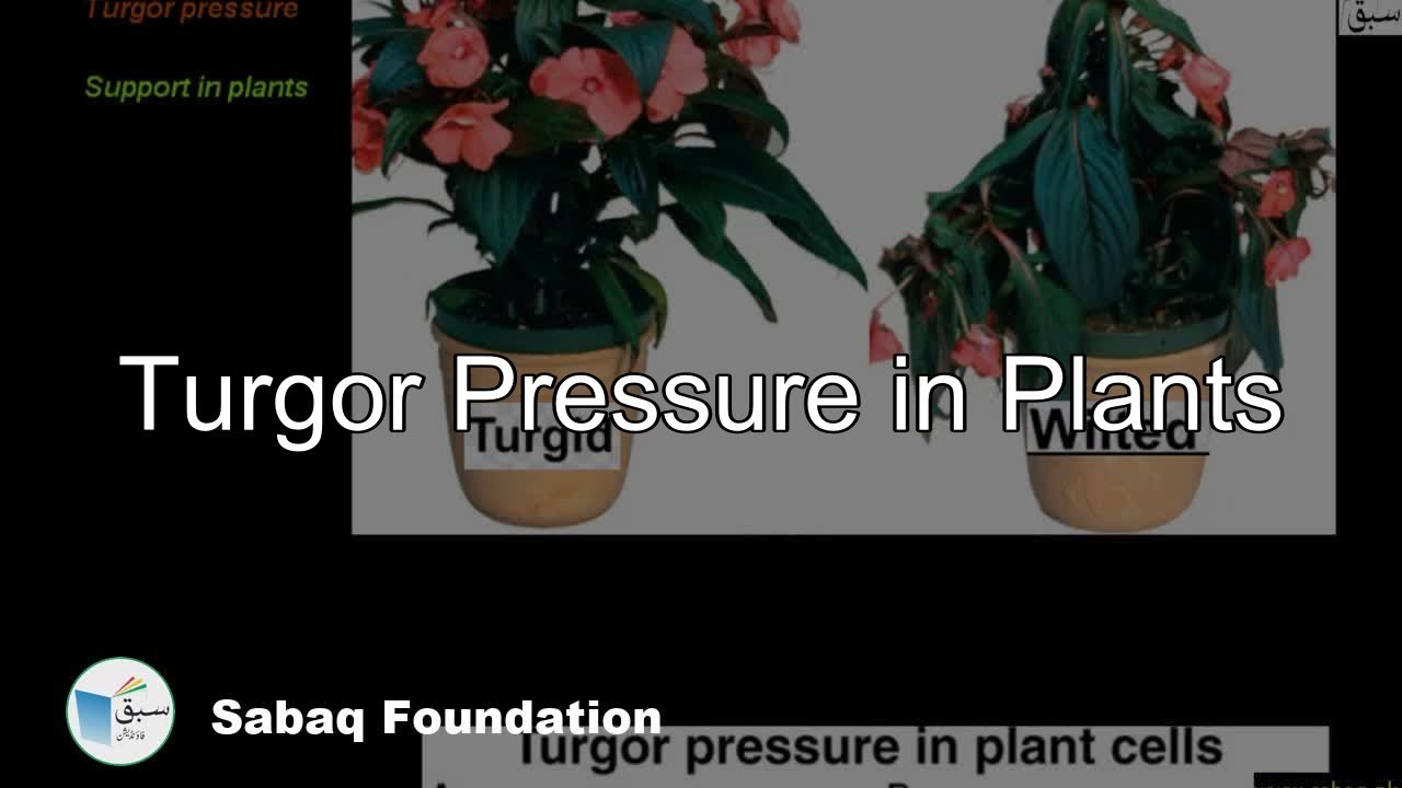 Turgor Pressure in Plants, Biology Lecture | Sabaq.pk - YouTube
