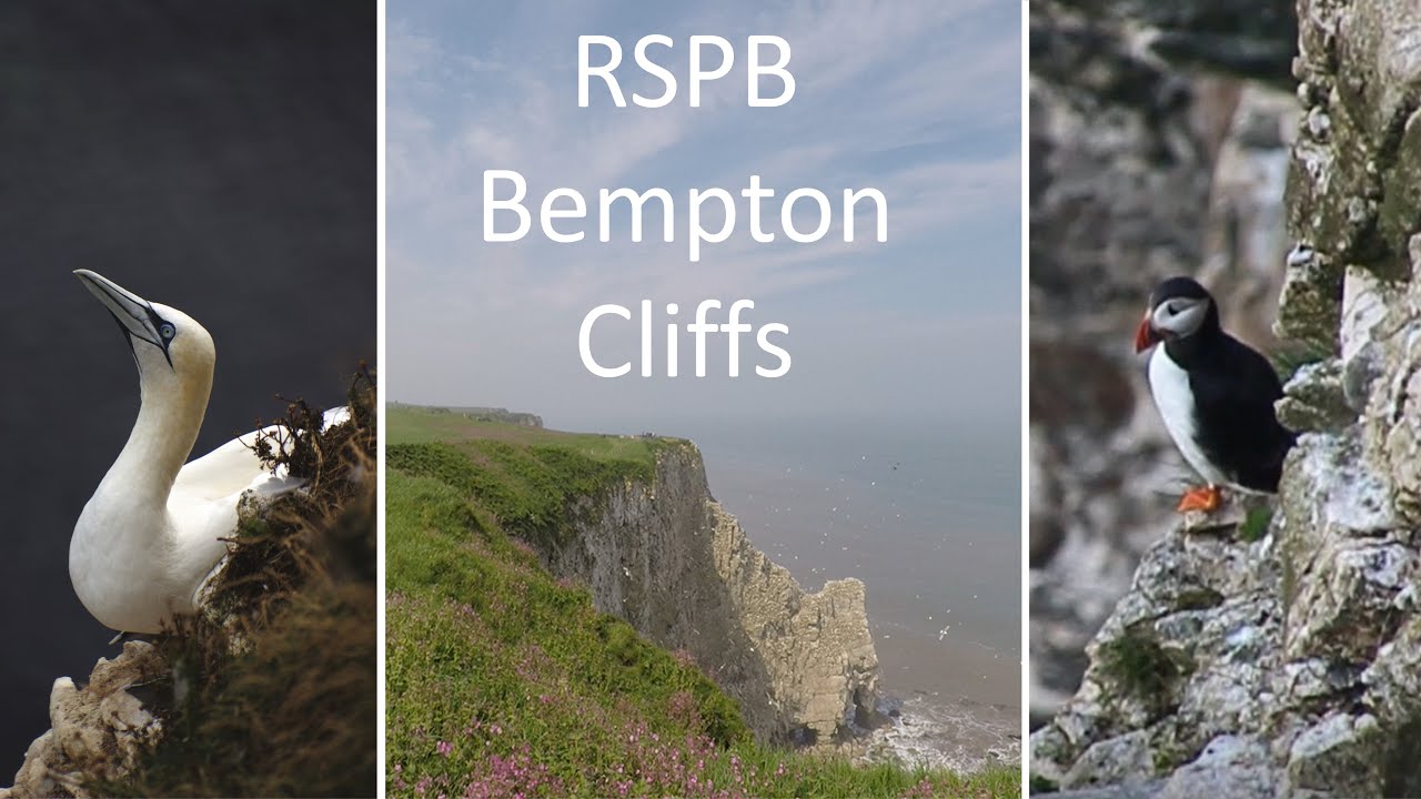RSPB Bempton Cliffs | UK Wildlife spotting - YouTube
