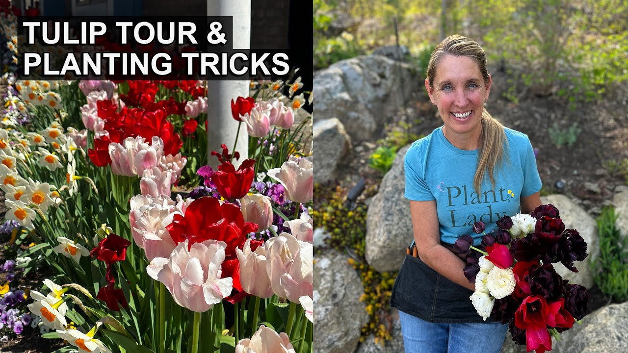 Tulip Update: A Tulip Tour with Some Tips and Tricks for Planting - YouTube