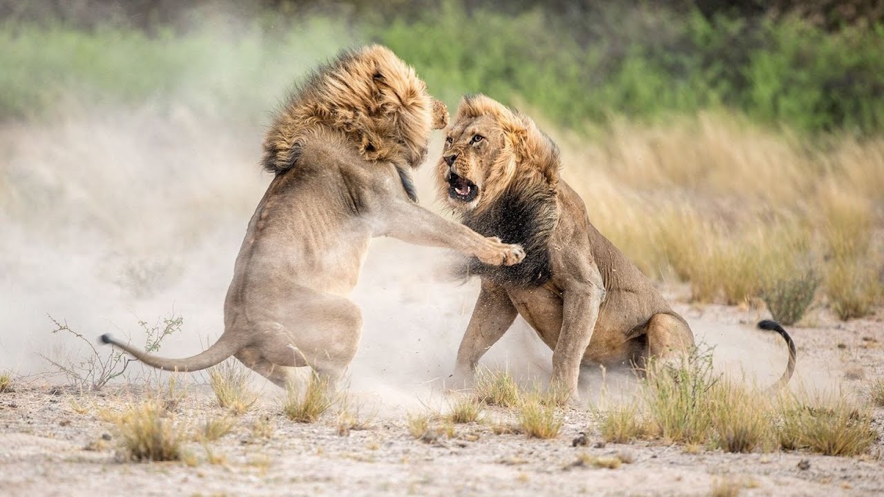 Así Pelean los Leones por su Supervivencia l Documental - YouTube