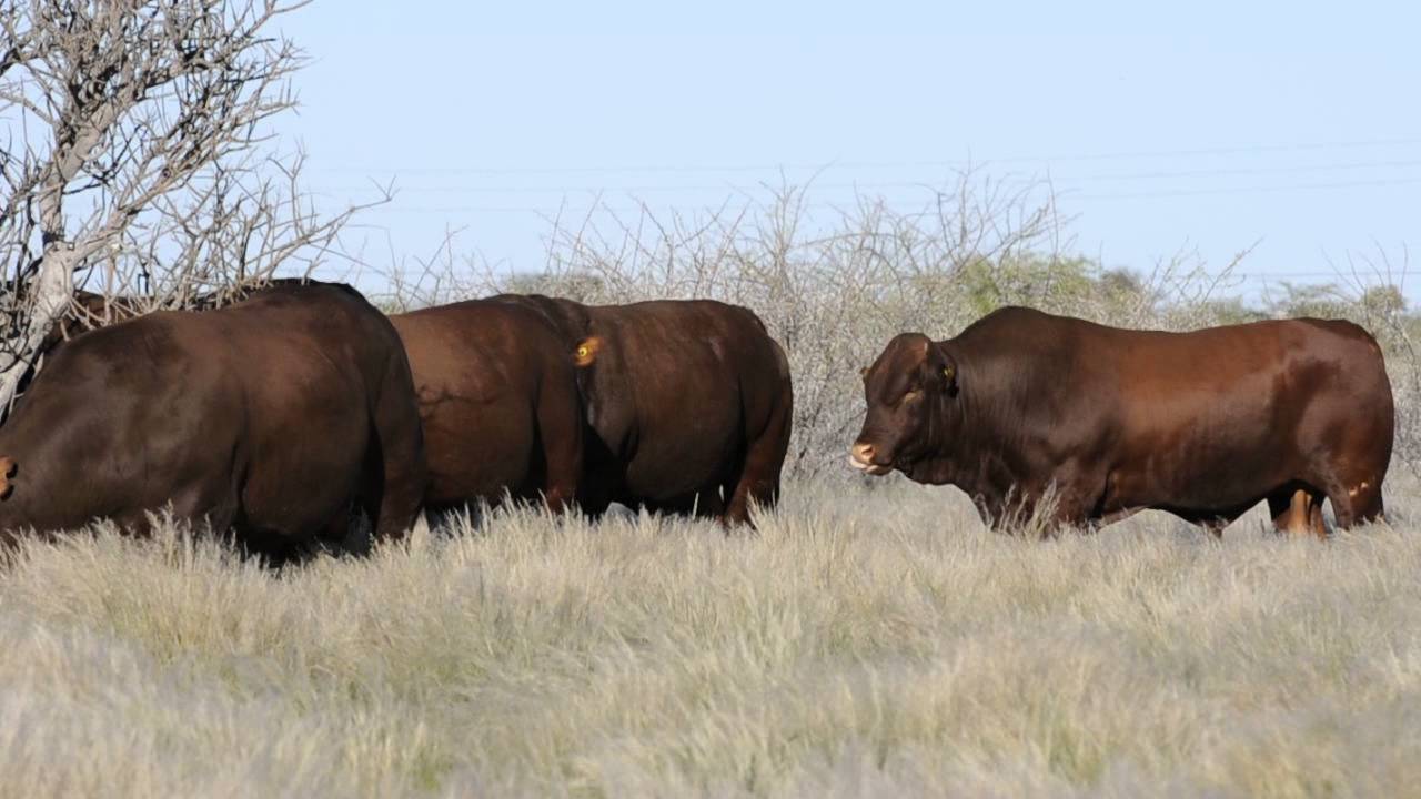 Bonsmara Bulls on rocky farm - Dassiesfontein - YouTube