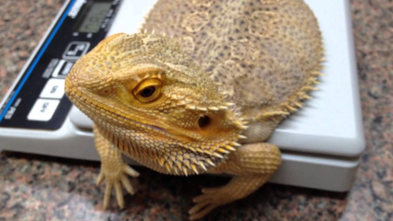 WILD Beardie found on church property with oxyurids of unknown species ...